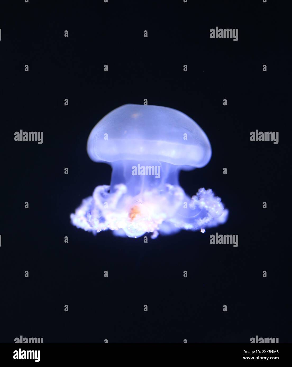 Moon jellyfish or saucer jellyfish on black background, Scientific name ...