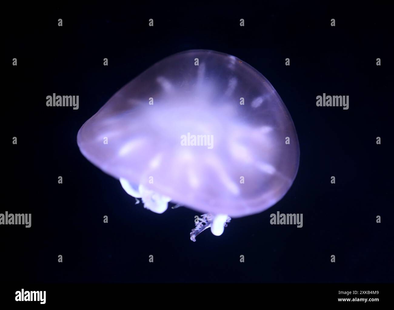 Upside down jellyfish on black background,Scientific name is Cassiopea ...