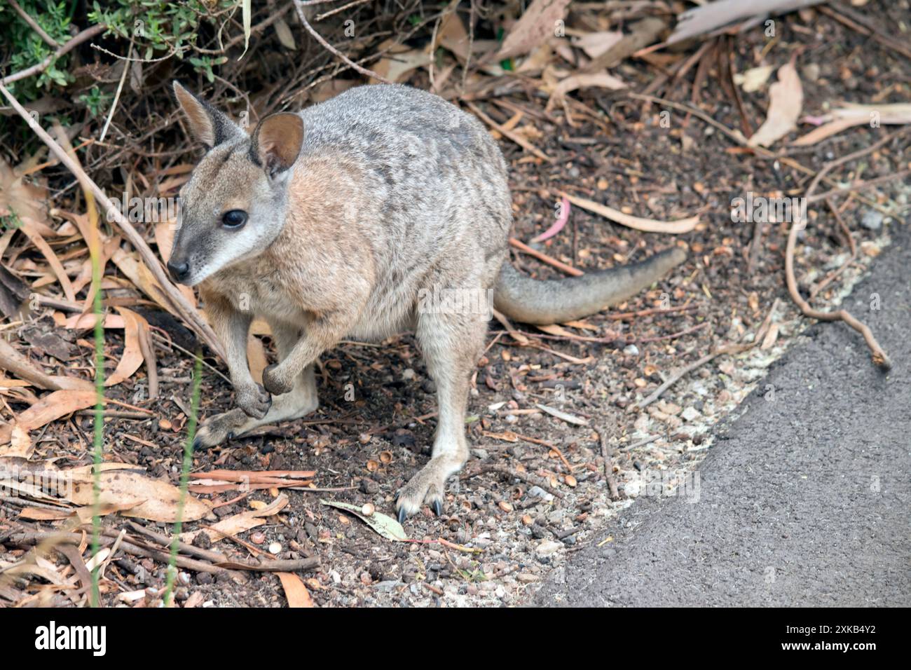 the tammar wallaby is a small wallaby with white chin stripes and is ...
