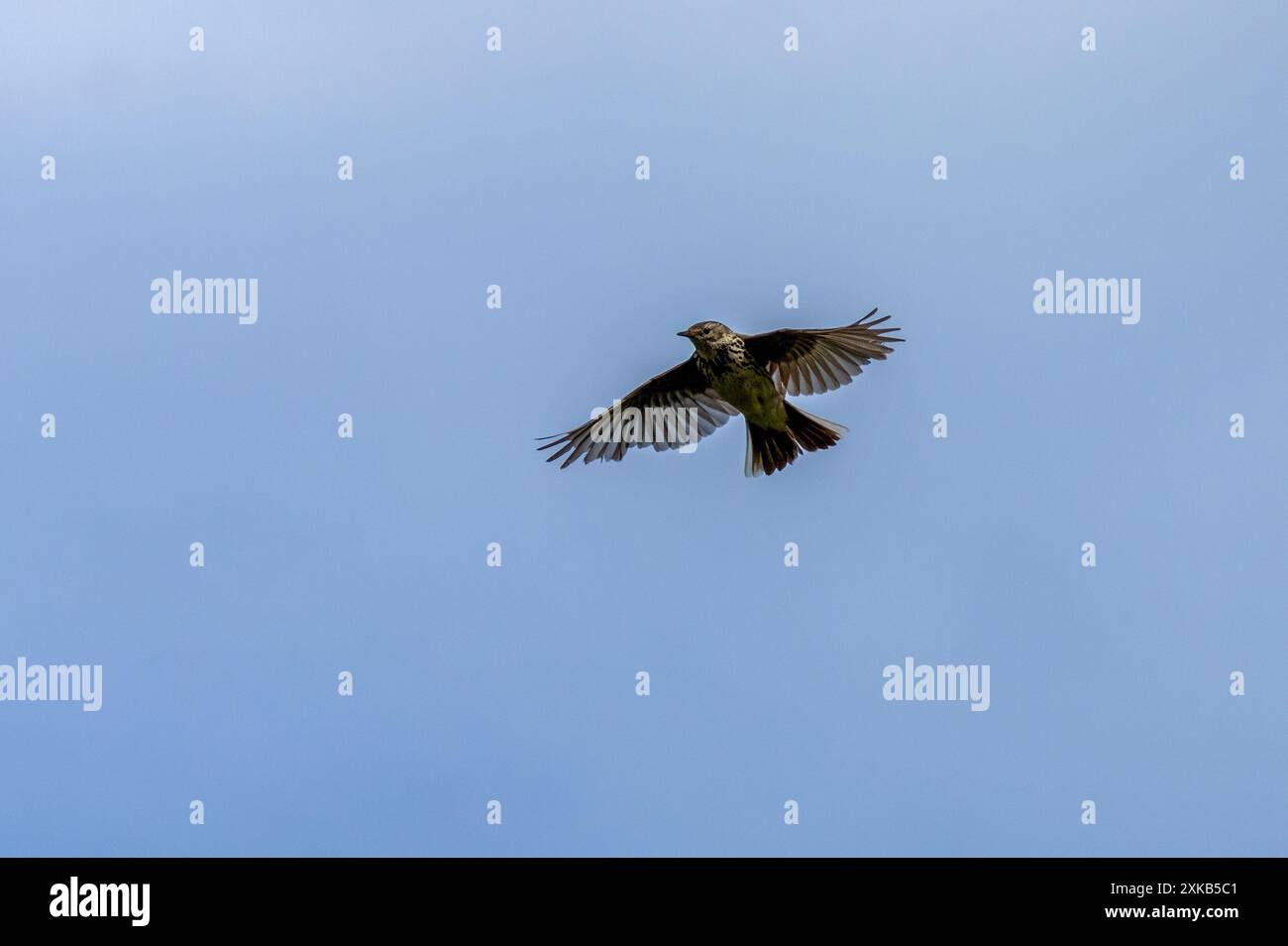 Meadow pipit bird in flight with blue, cloudless sky background Stock ...