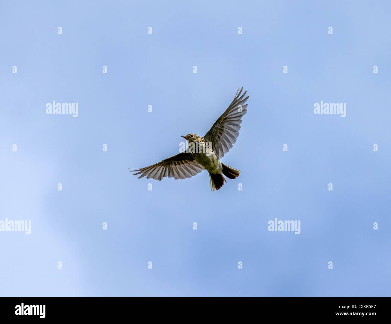 Meadow pipit bird in flight with blue, cloudless sky background Stock ...