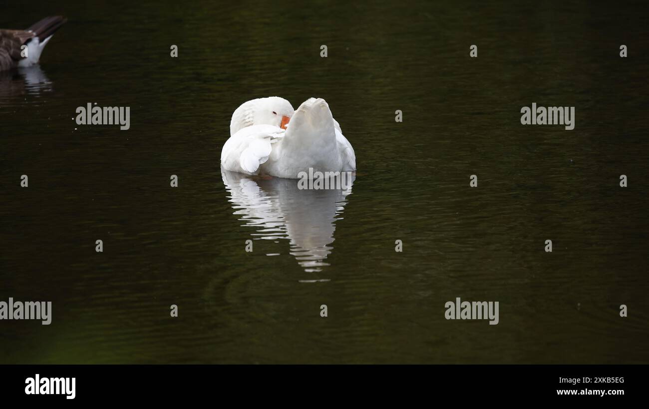 Farmyard goose preening on the mill pond Stock Photo - Alamy