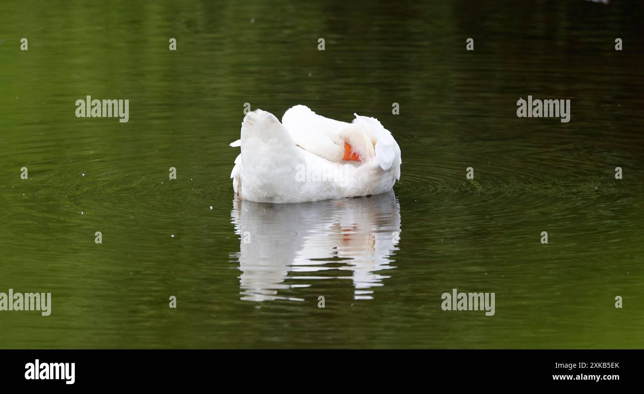 Farmyard goose preening on the mill pond Stock Photo - Alamy