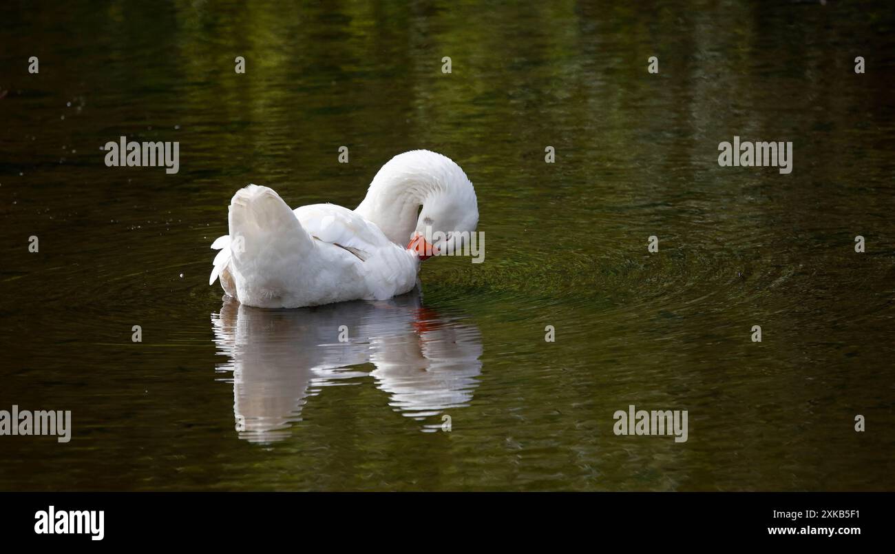 Farmyard goose preening on the mill pond Stock Photo - Alamy