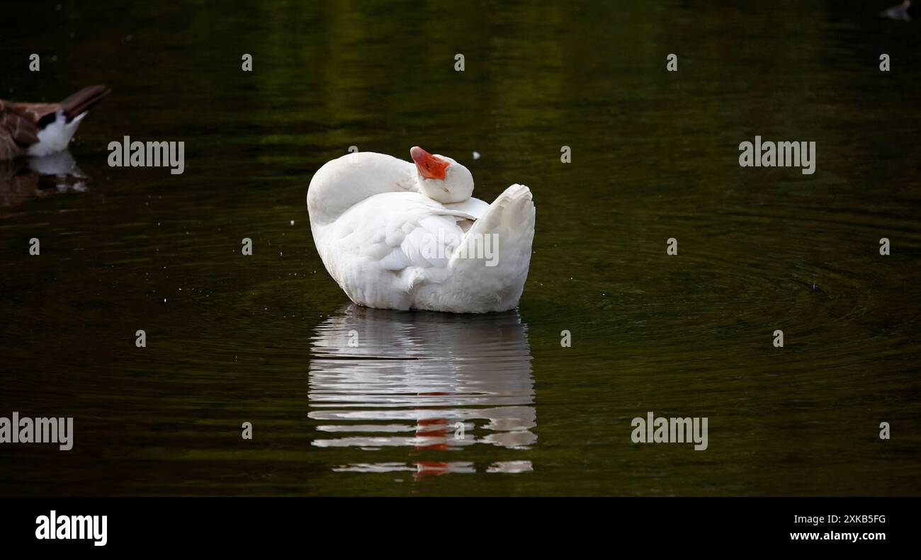 Farmyard goose preening on the mill pond Stock Photo - Alamy