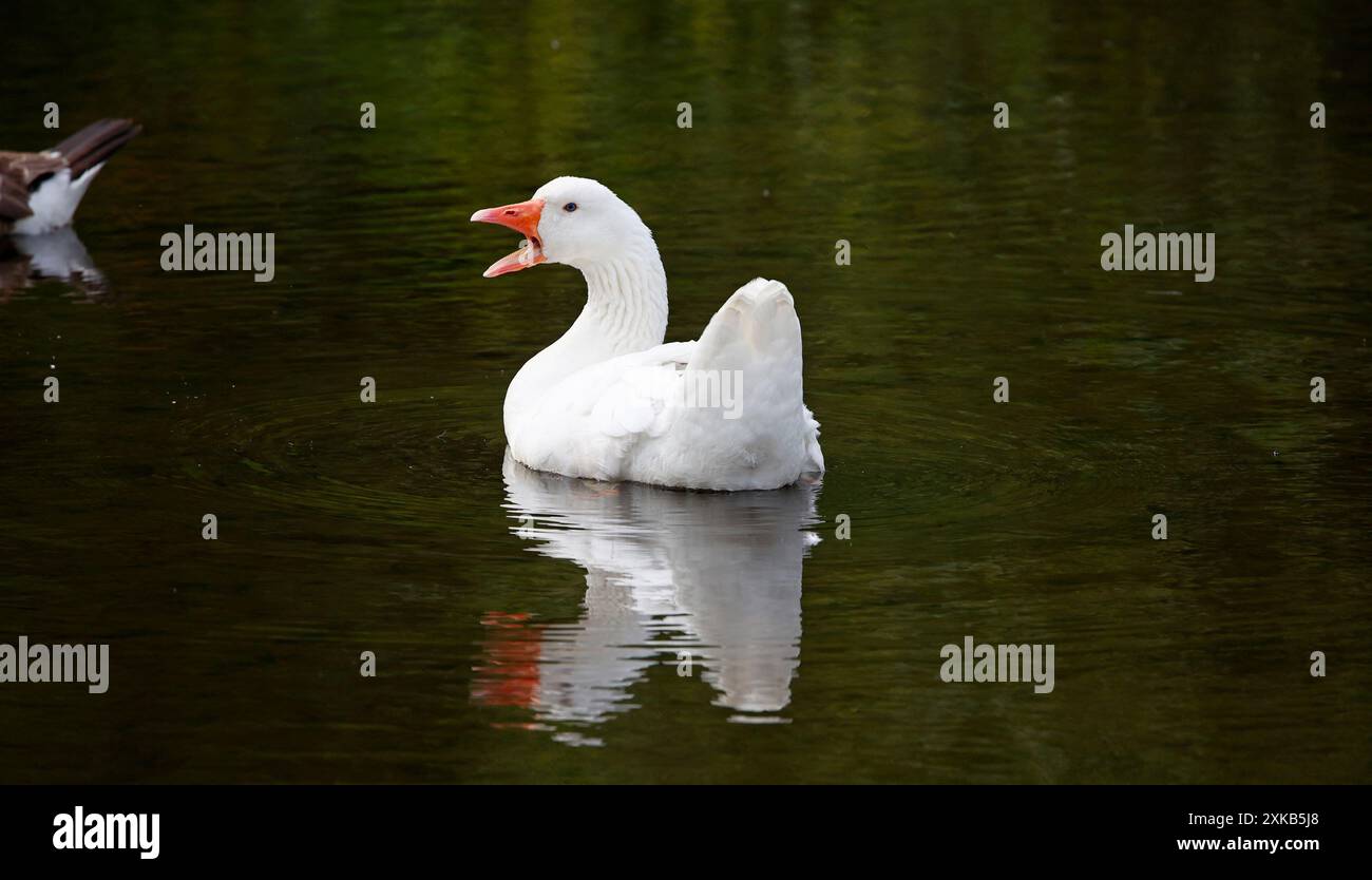 Farmyard goose preening on the mill pond Stock Photo - Alamy