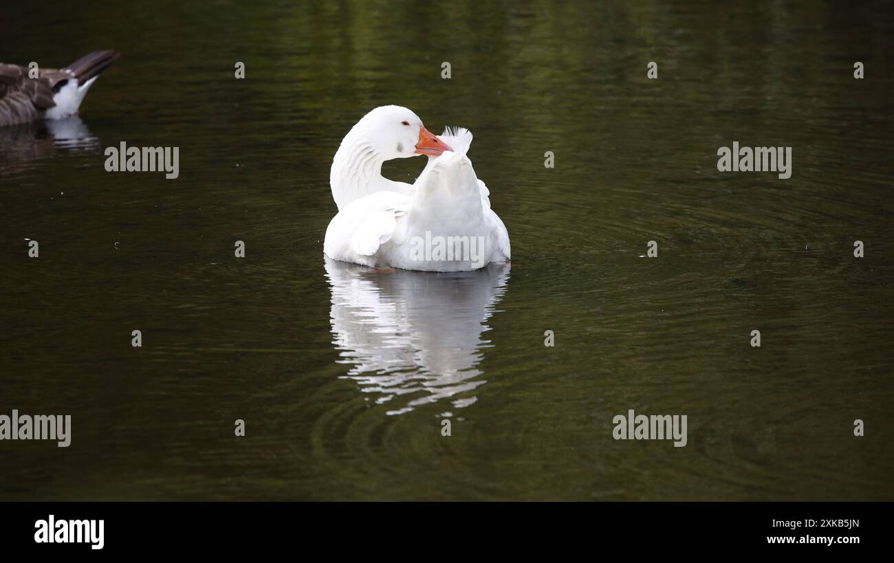 Farmyard goose preening on the mill pond Stock Photo - Alamy
