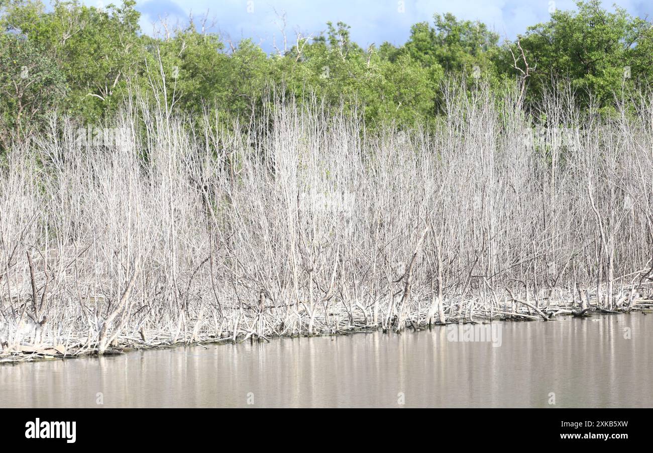 A mangrove forest with dead trees in front and green trees behind, can ...