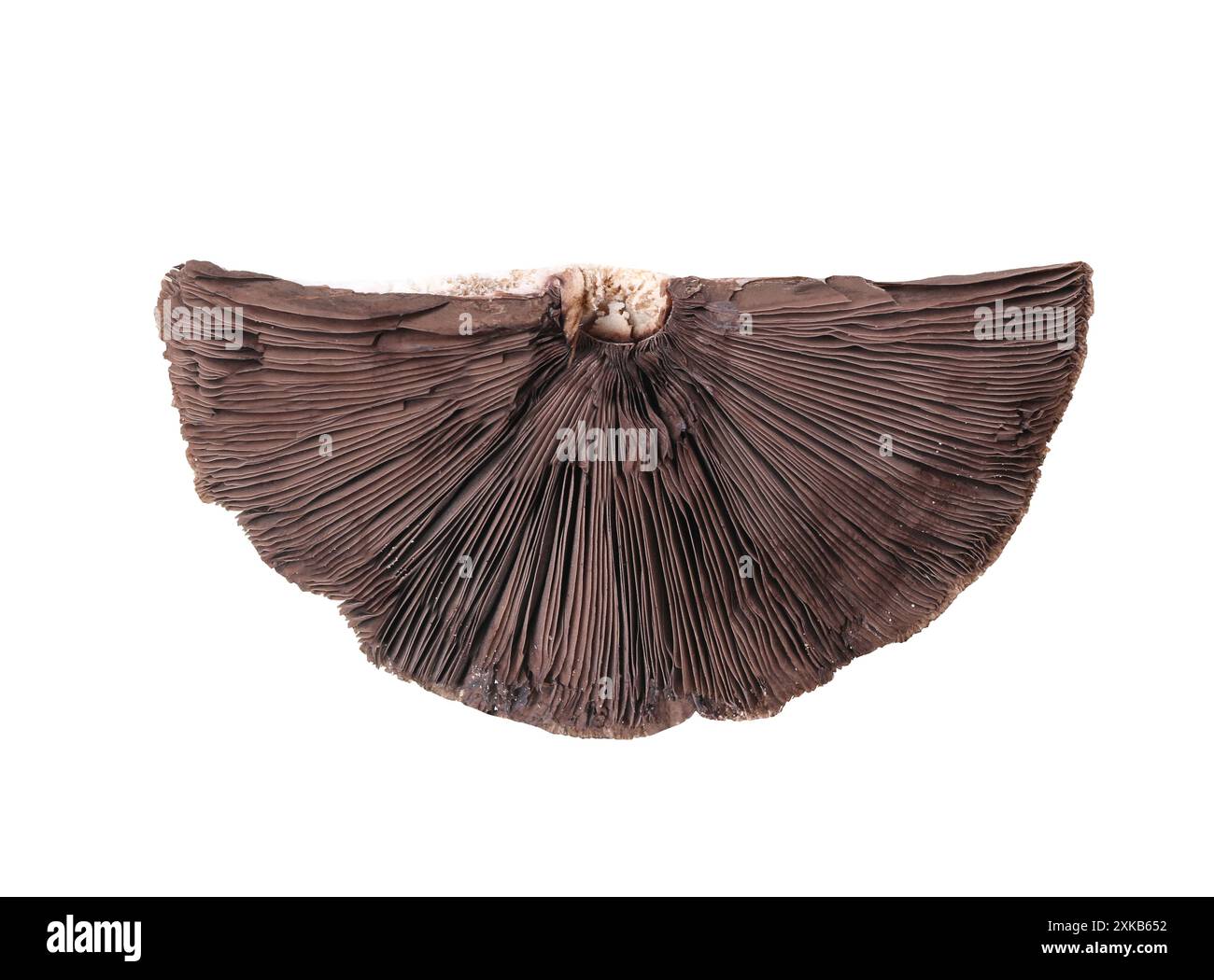 Mushroom underside of a toadstool and isolated on a white background ...
