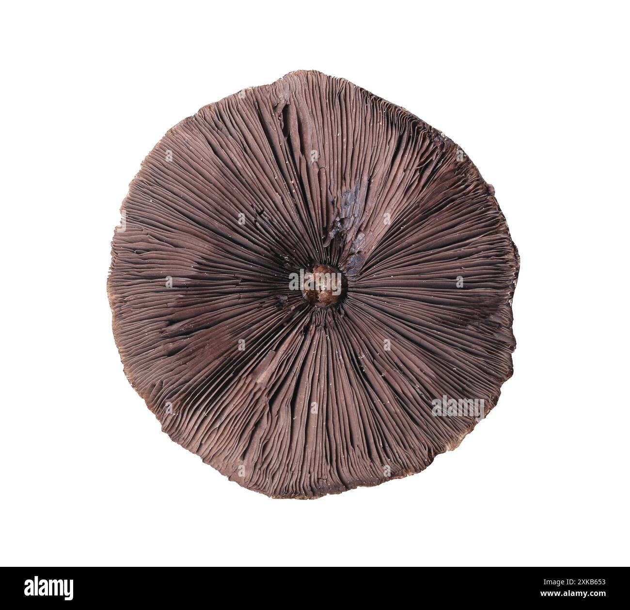 Mushroom underside of a toadstool and isolated on a white background ...