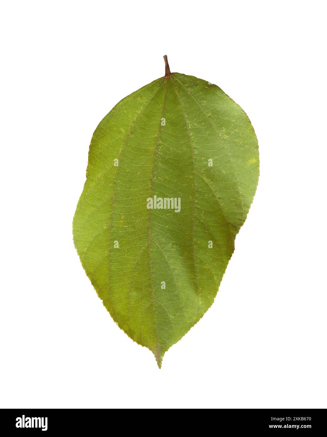 Back of the green leaf, isolated on white background and have clipping ...