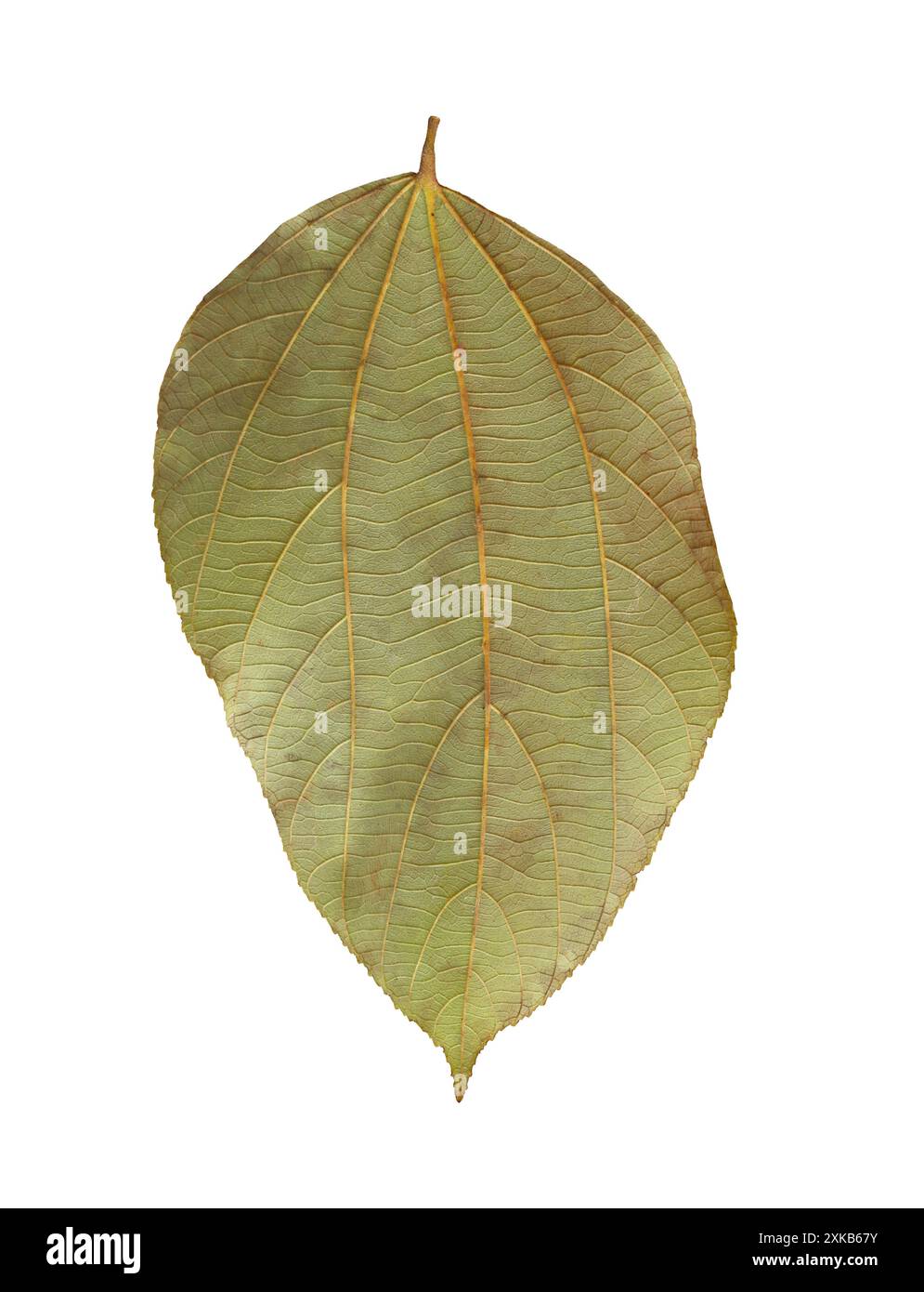 Back to nature background hi-res stock photography and images - Alamy