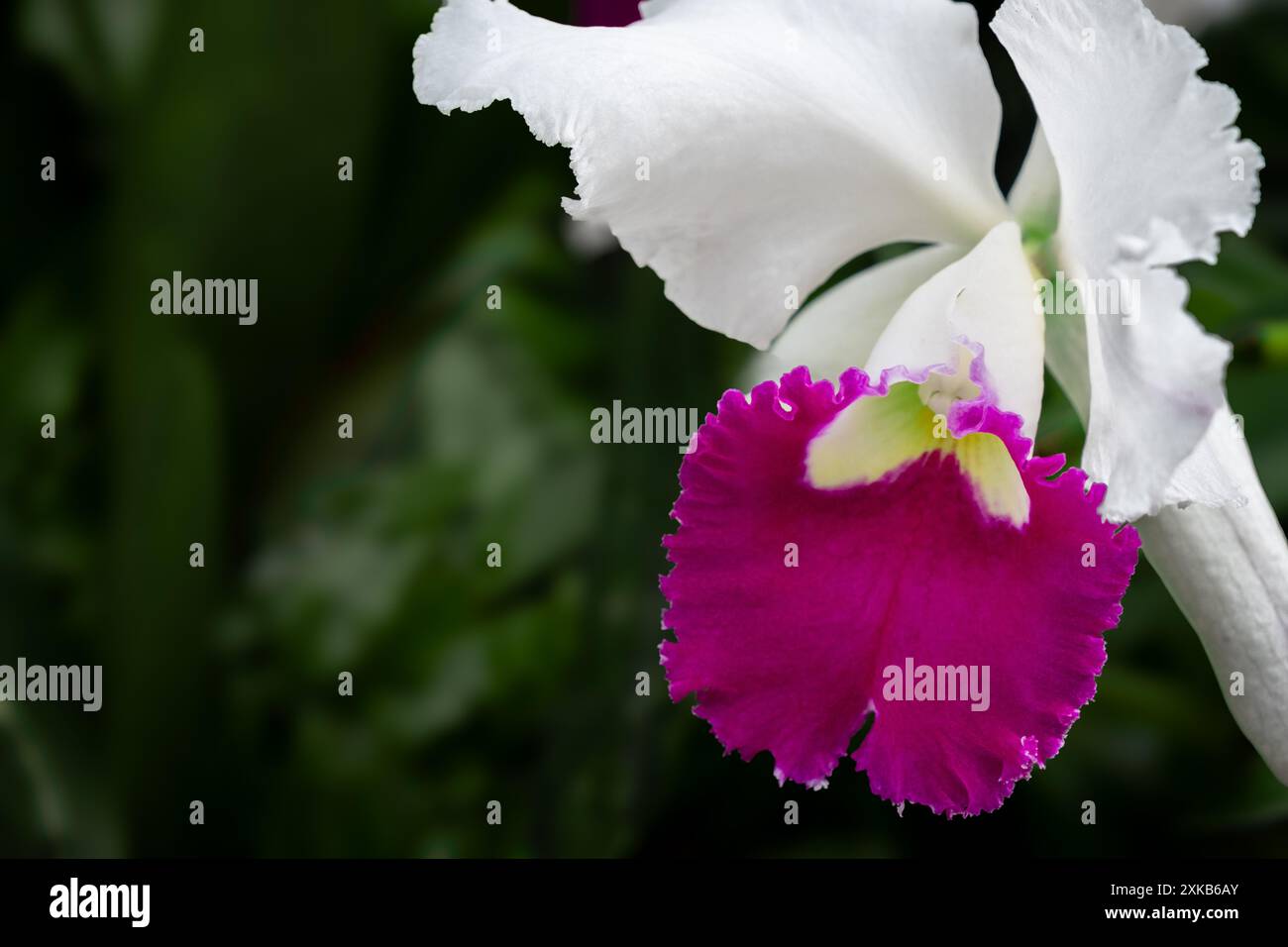 Singular orchid flower hi-res stock photography and images - Alamy