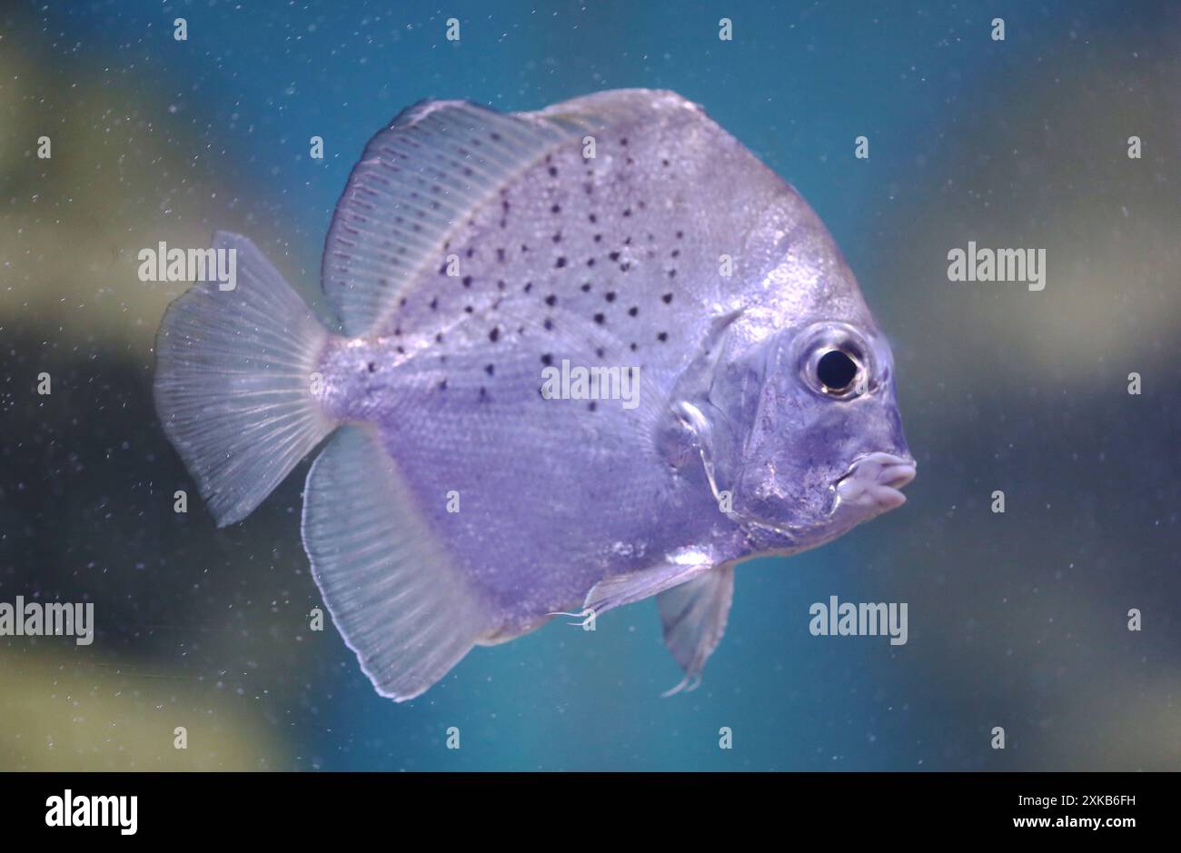 Concertina fish is a sea fish with a short, almost round body, the ...