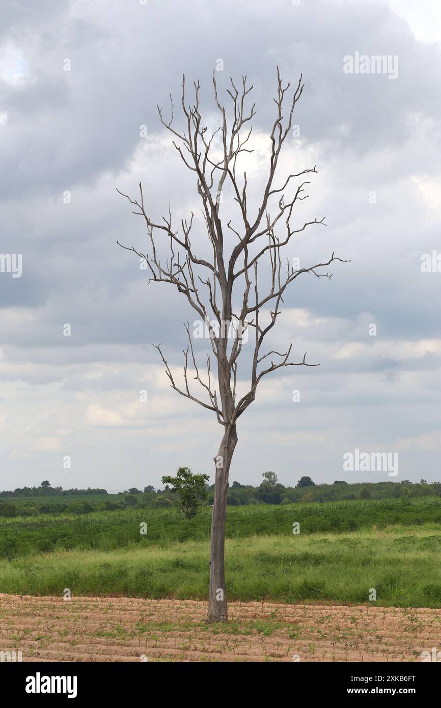 Dead tree in the middle of the farm with branches The background is an ...