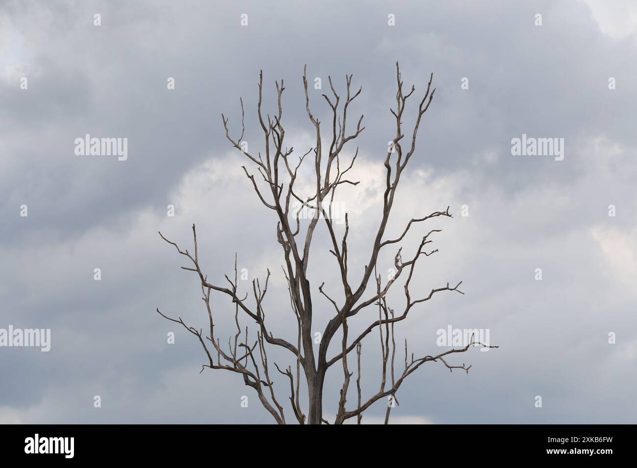 Dead tree with branches with background is an overcast sky, easy design ...