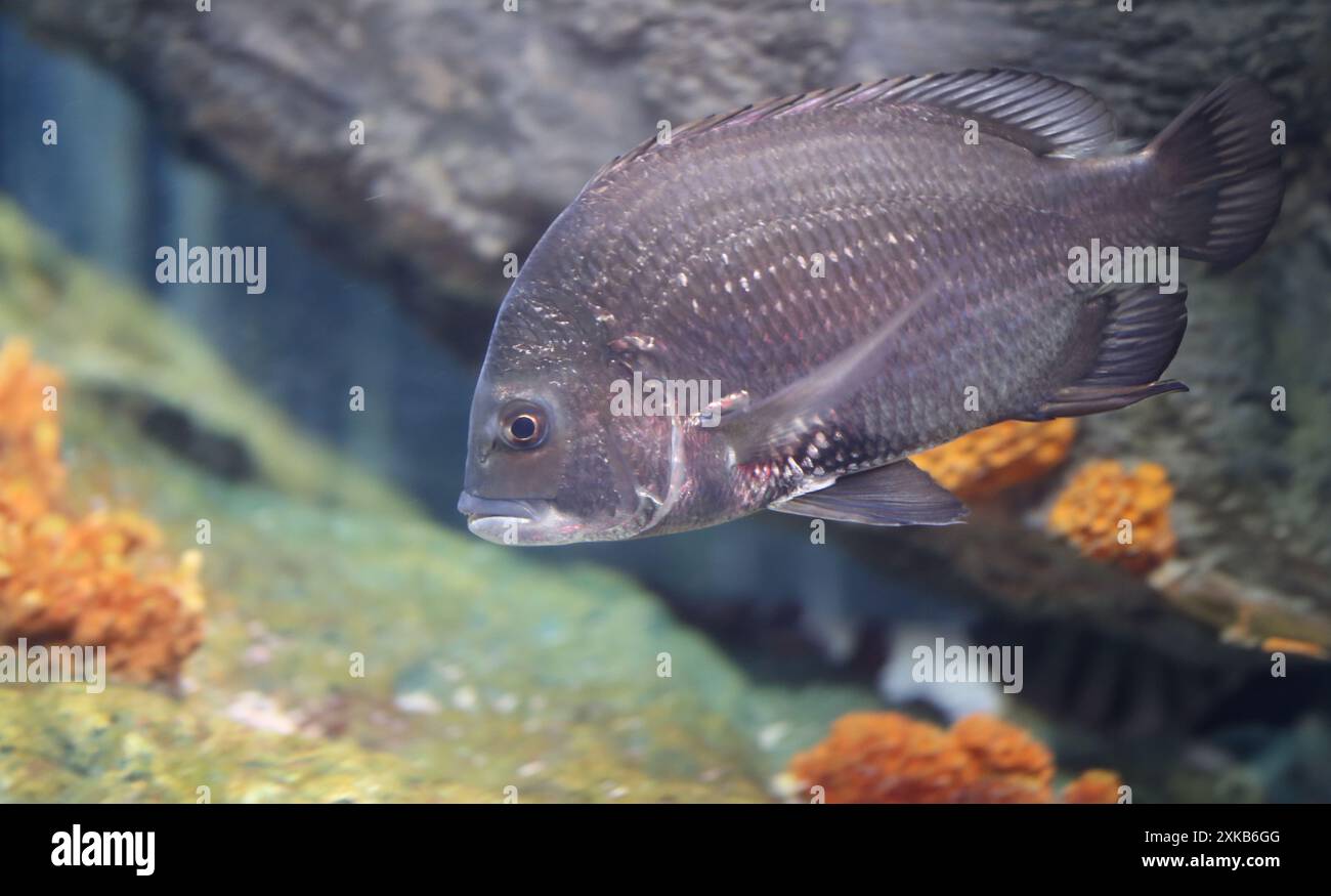 Picnic seabream hi-res stock photography and images - Alamy
