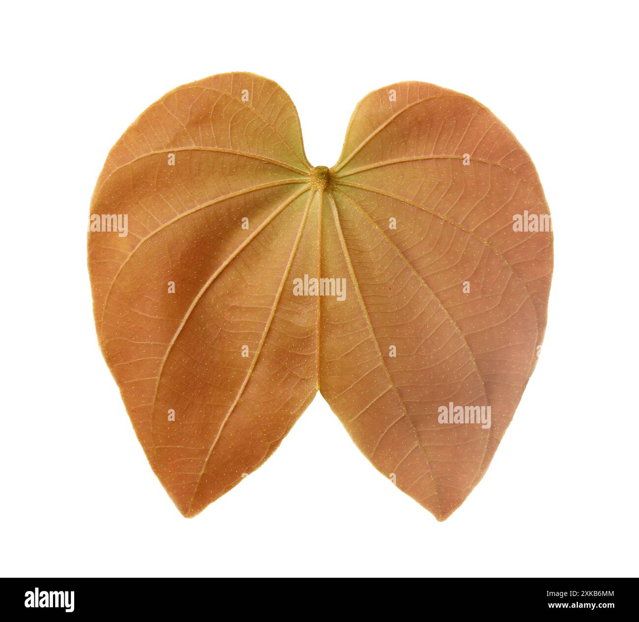 The front of the purpurea leaf, a leaf that looks like a butterfly ...