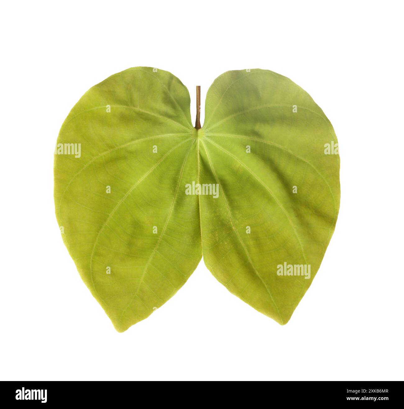 The back green the purpurea leaf, a leaf that looks like a butterfly ...