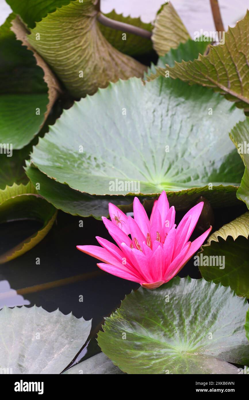 Red indian water lily are blooming in the pond have a spider clings to the petals, for natural ...