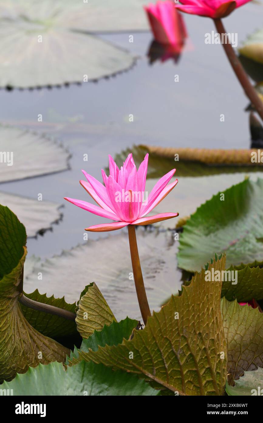 Red indian water lily are blooming in the pond for natural landscape ...