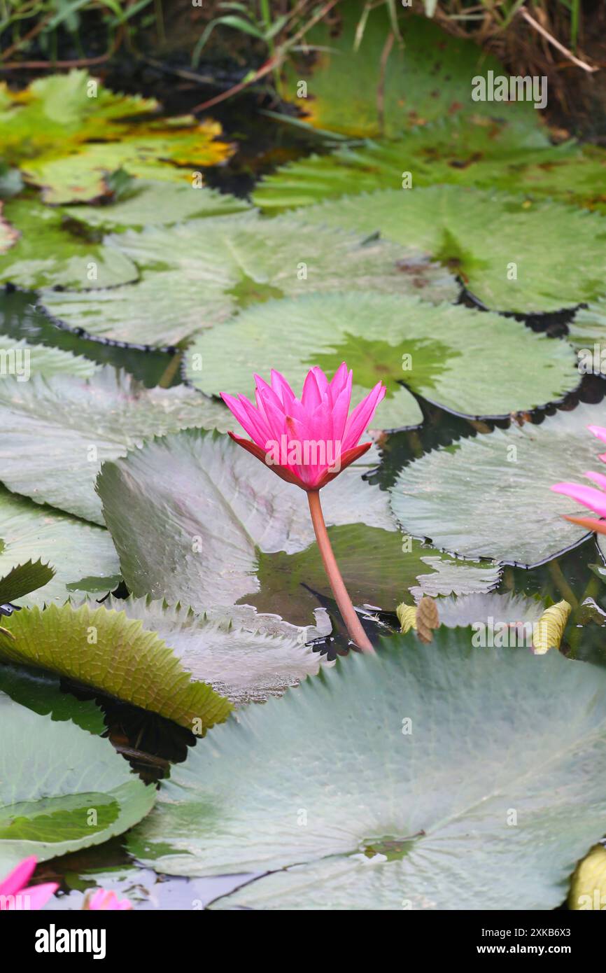 Red indian water lily are blooming in the pond for natural landscape design Stock Photo - Alamy