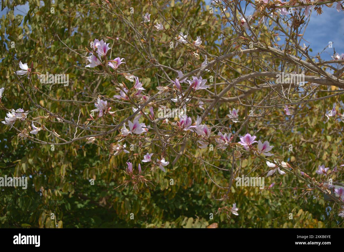 Seasonal biodiversity hi-res stock photography and images - Alamy