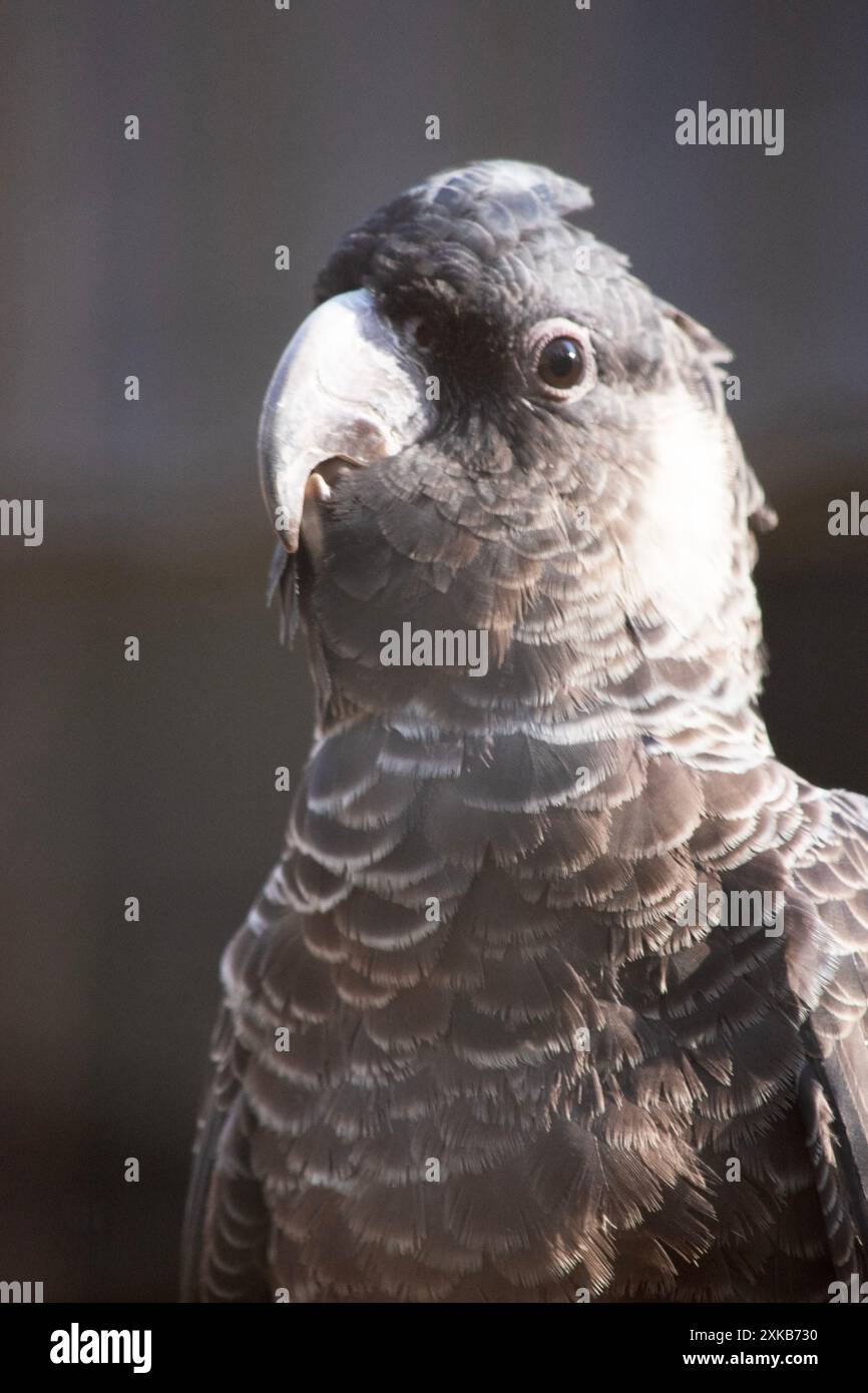 The white tailed cockatoo is a black bird with white edging around its ...