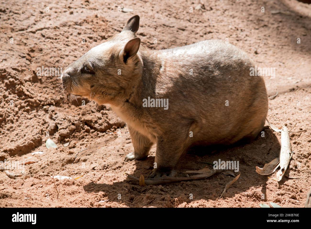 the common wombat has a large, blunt head with small eyes and ears, and ...
