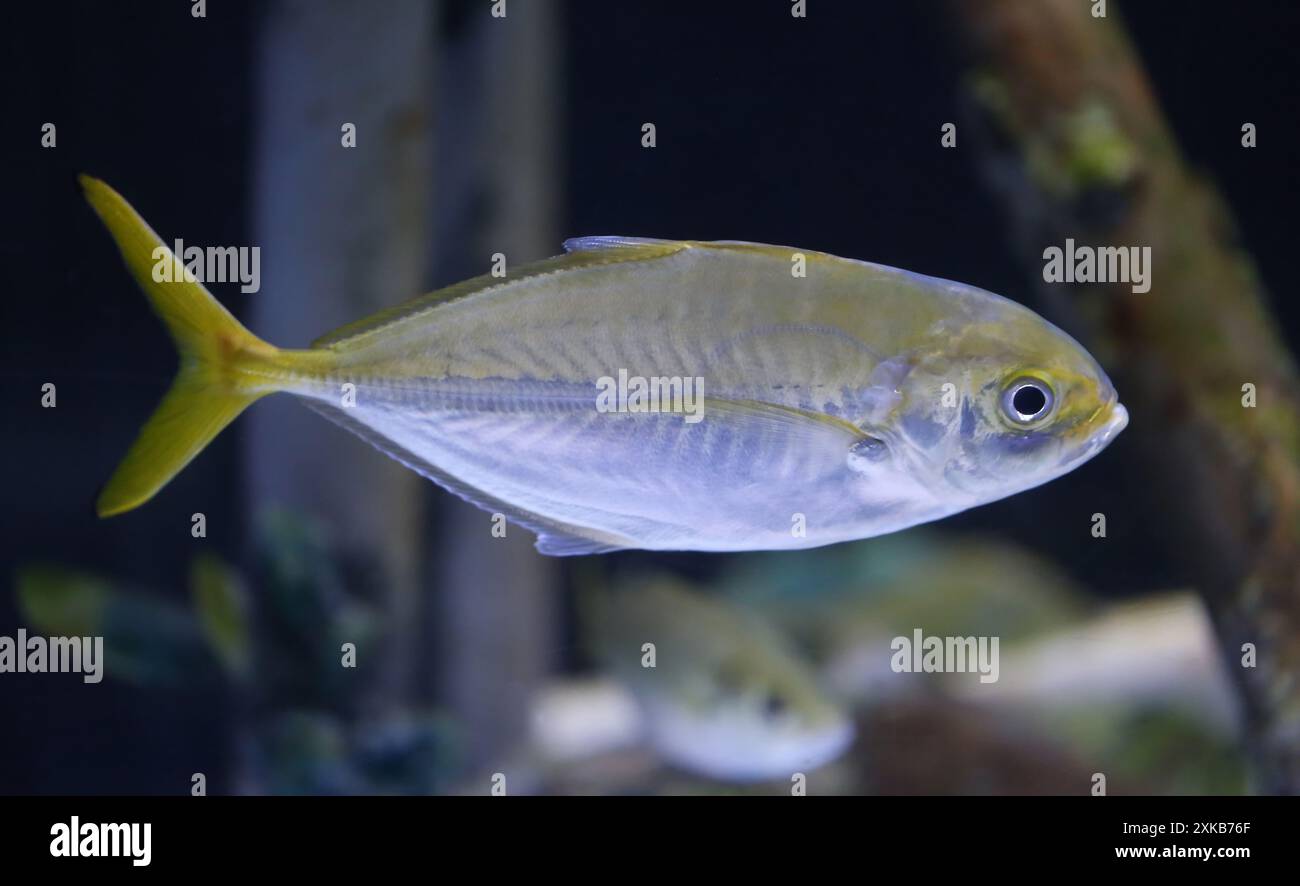 Jack fish hi-res stock photography and images - Alamy