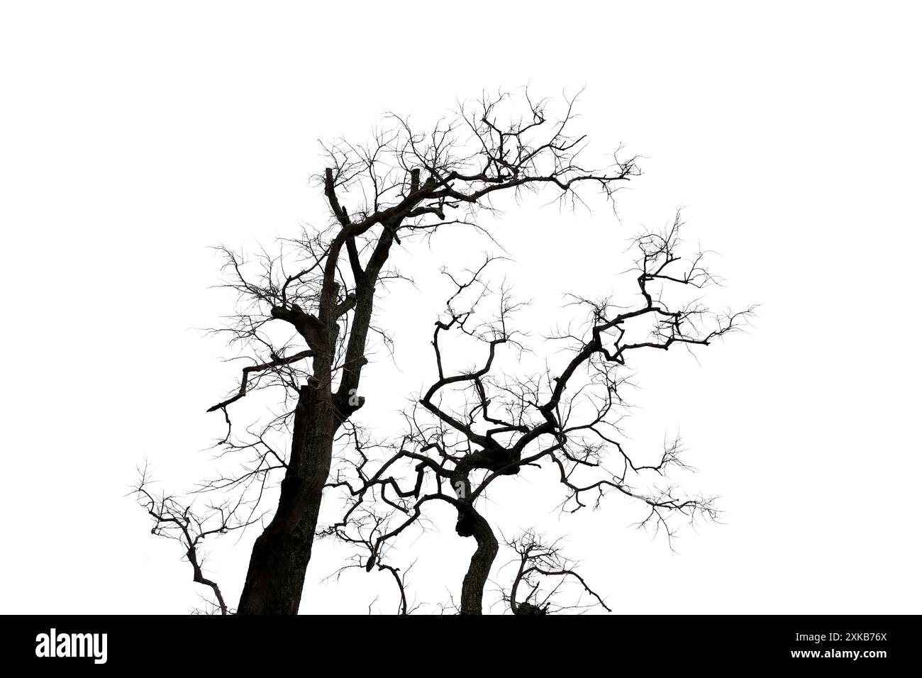 Dead tree with branches isolated on white background and have clipping ...