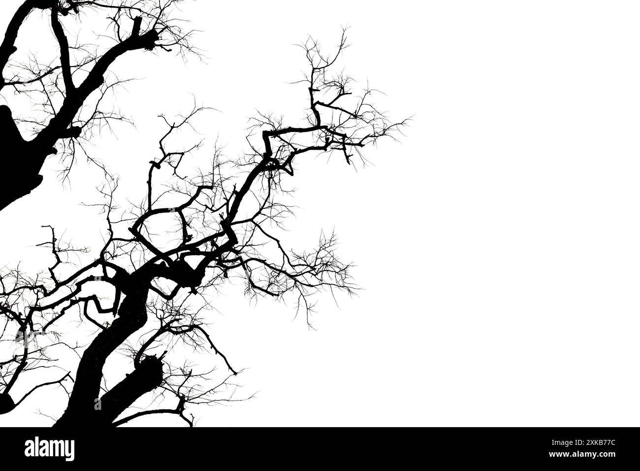 Dead tree with branches isolated on white background and have clipping ...