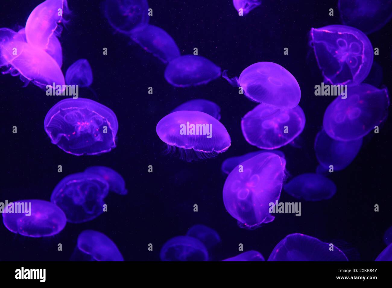 Small purple light jellyfish or medusa of bright colorful from the ...