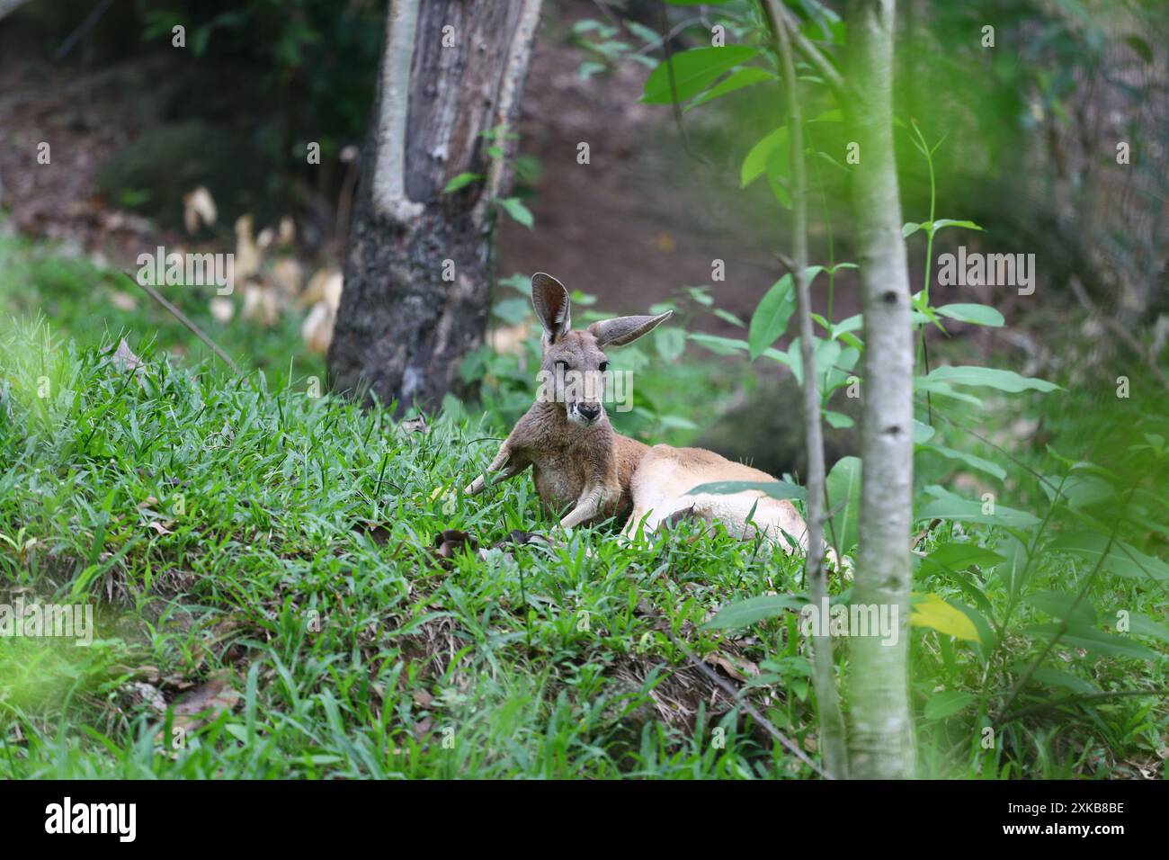 Kangaroo is lounging and curious in a temperate forest, The kangaroo is ...