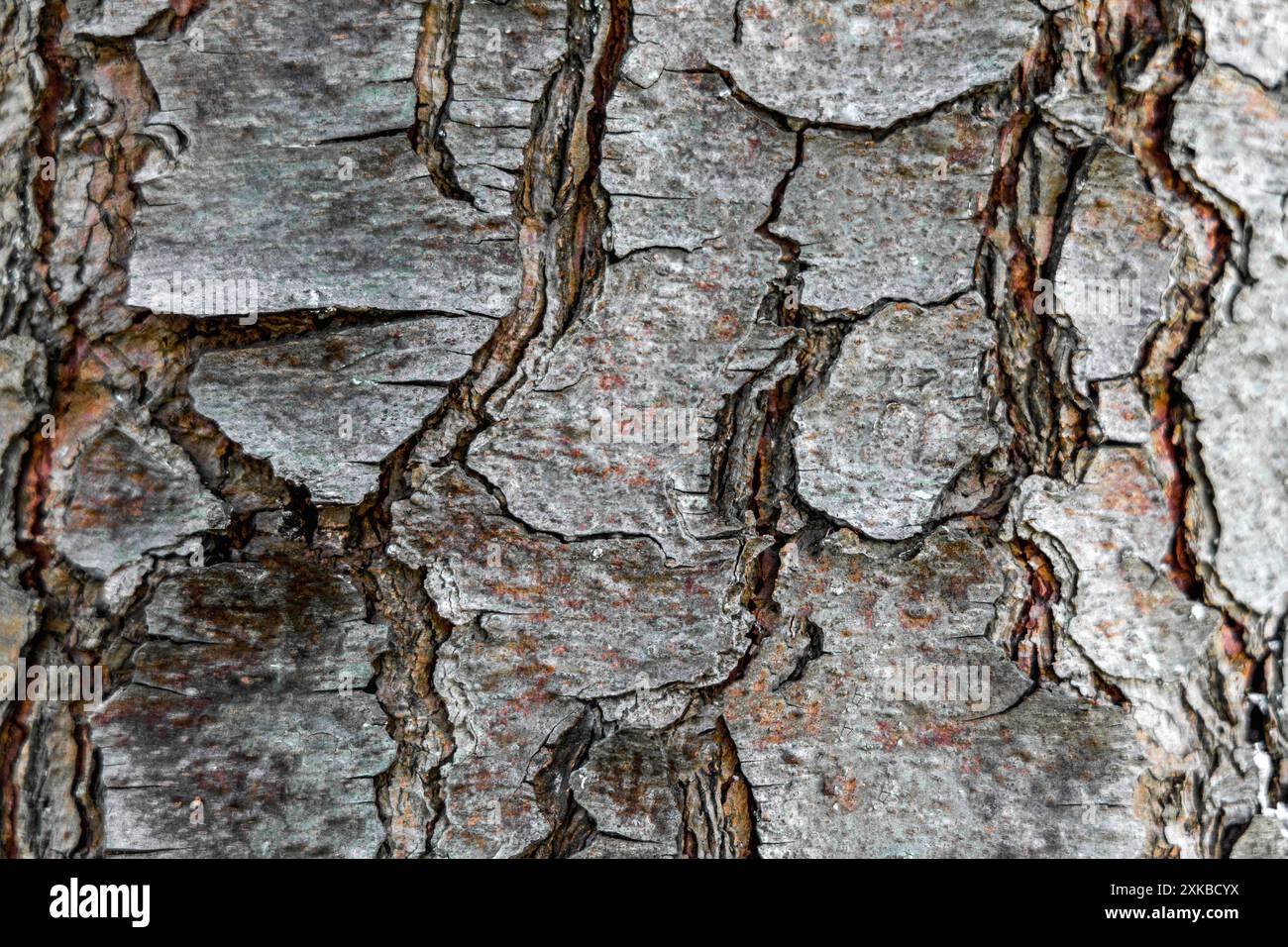 Tree bark texture for natural background. High quality photo Stock ...
