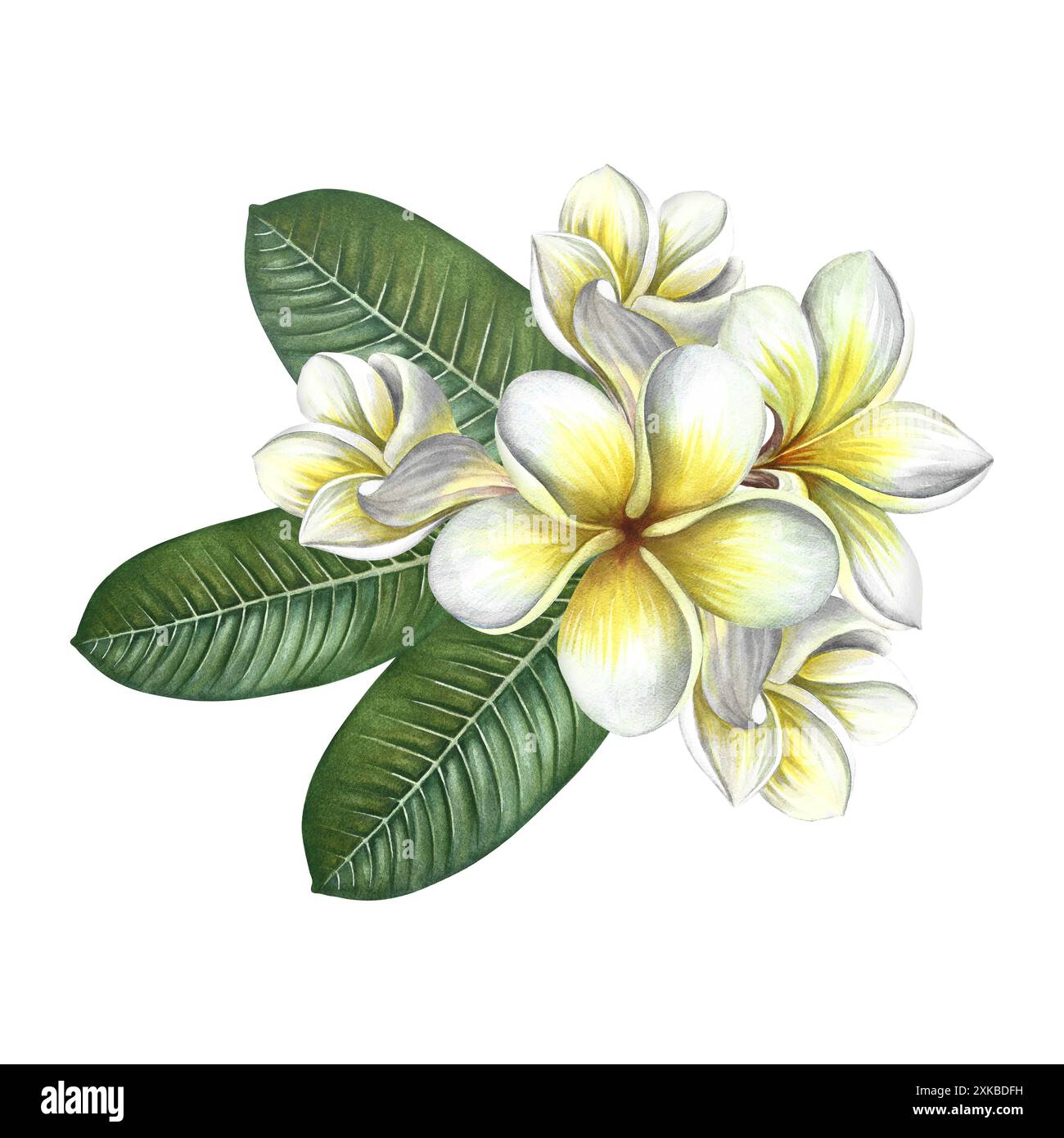 Plumeria. A bouquet of exotic tropical fragrant frangipani flowers. A ...