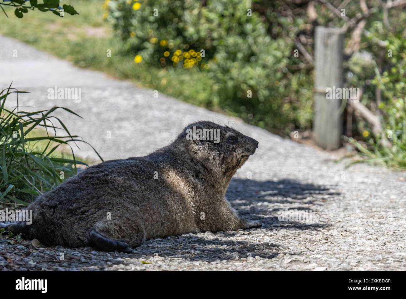 Rock hyrax resting on footpath in the shade of tree. Procavia capensis ...