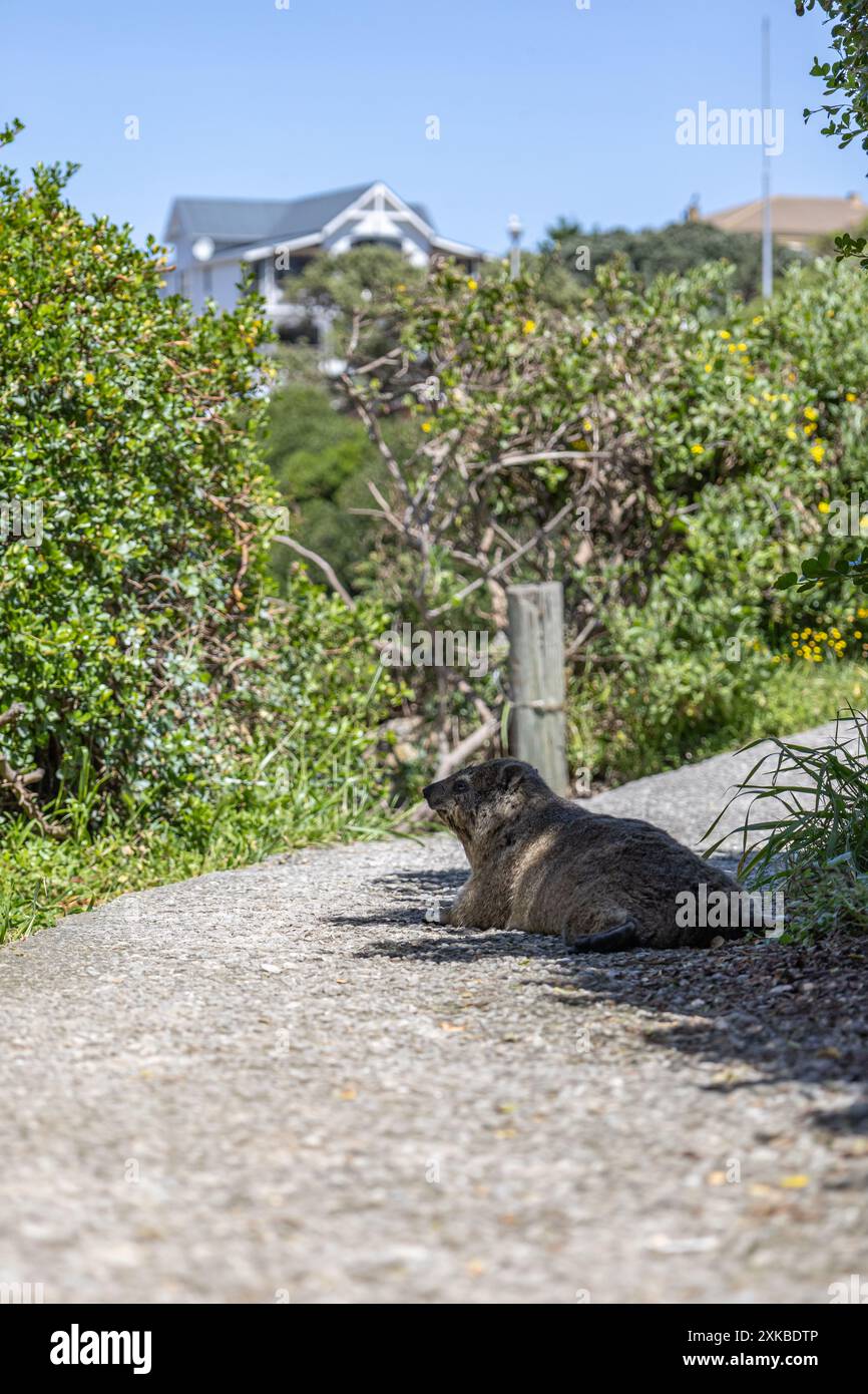 Rock hyrax resting on footpath in the shade of tree. Procavia capensis ...