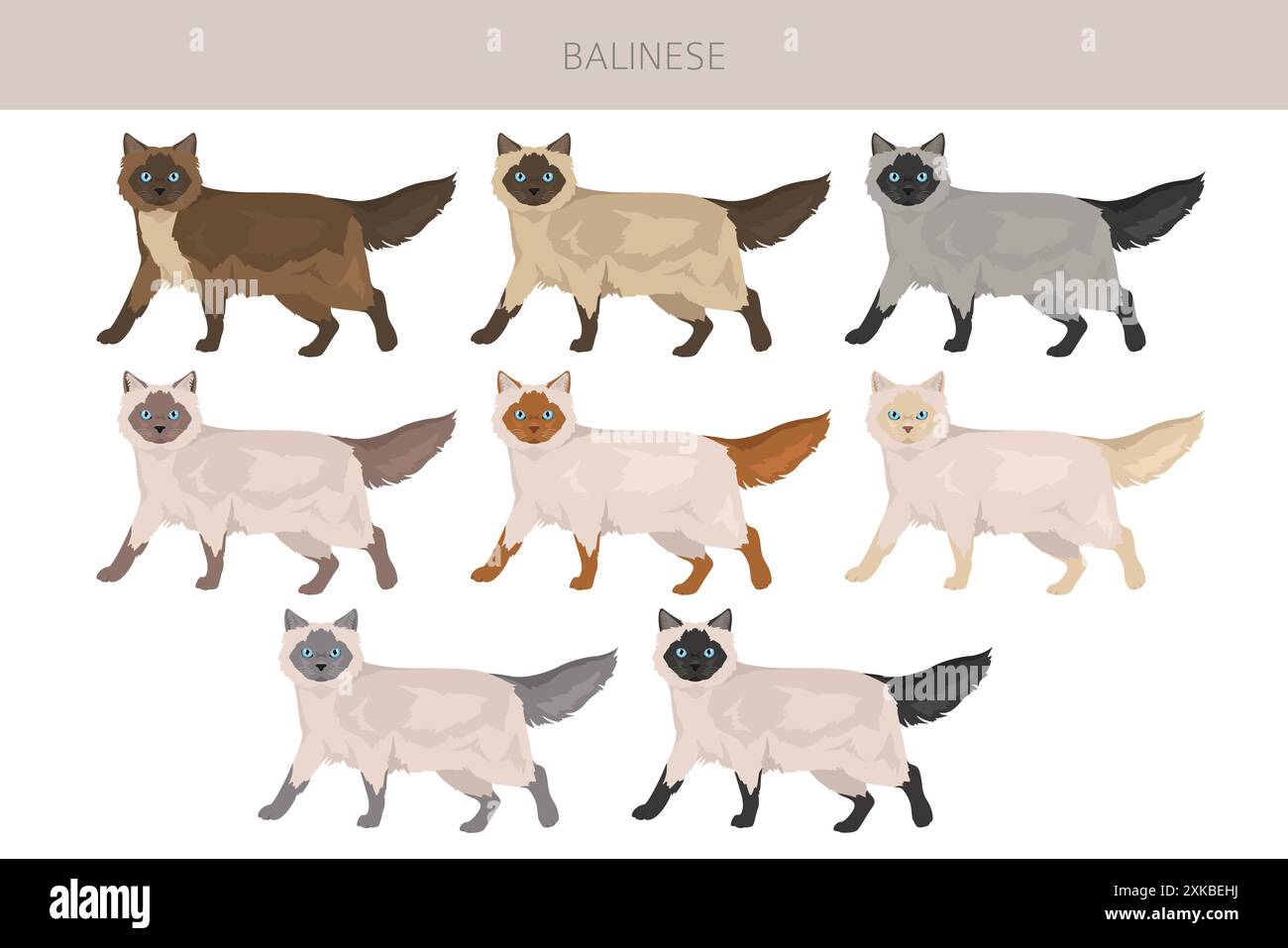 Balinese cat, Long haired Siamese clipart. All coat colors set. All cat ...
