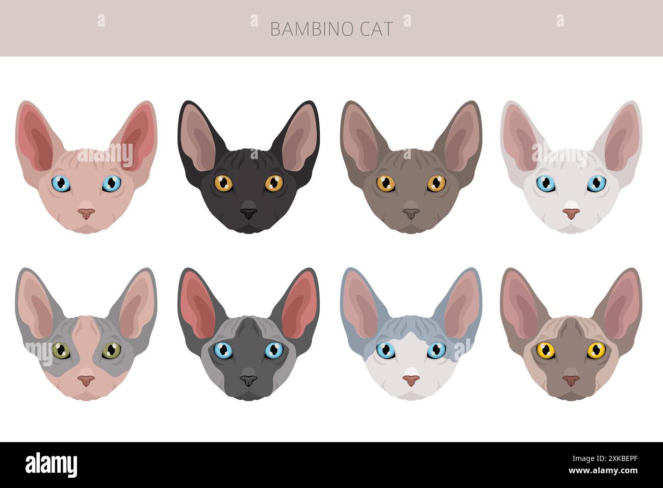 Bambino cat, Munchkin Sphynx mix clipart. All coat colors set. All cat ...