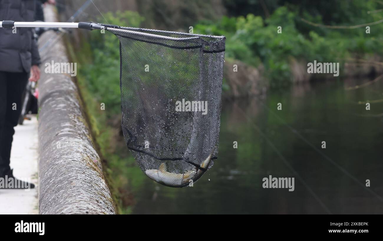 A trout caught in net Stock Photo - Alamy