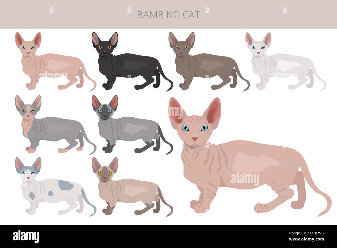 Munchkin sphynx Stock Vector Images - Alamy