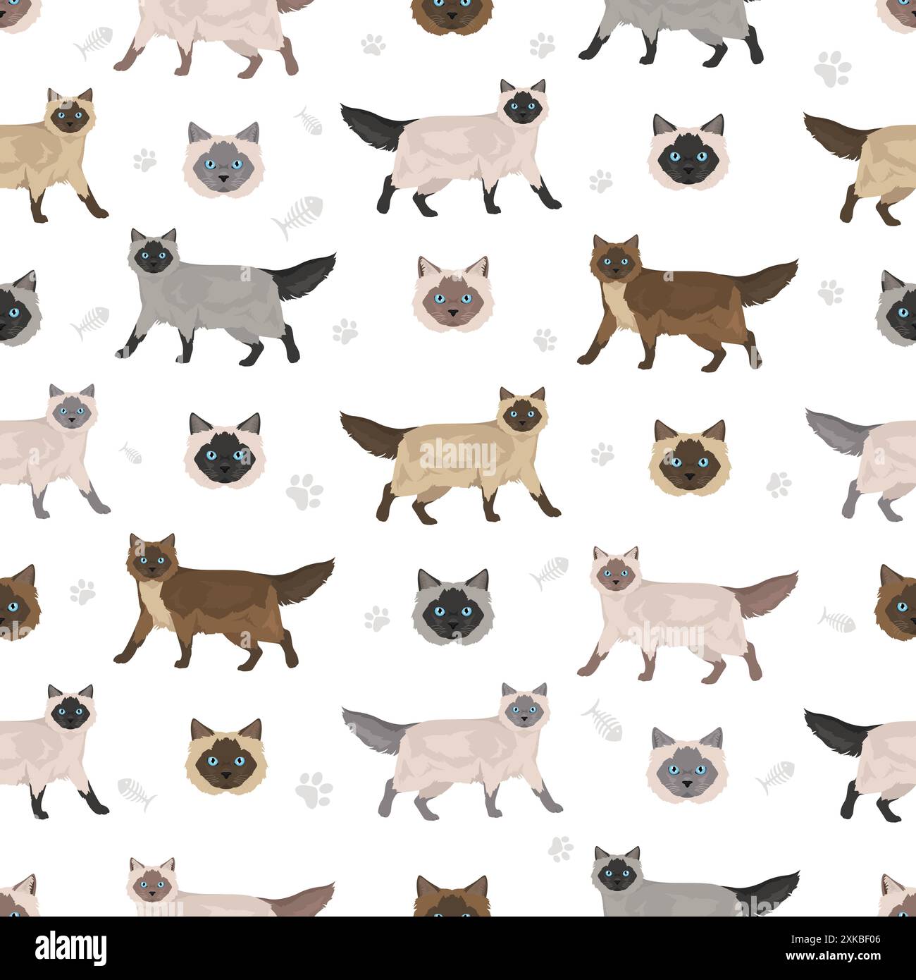 Balinese cat, Long haired Siamese seamless pattern. All coat colors set ...