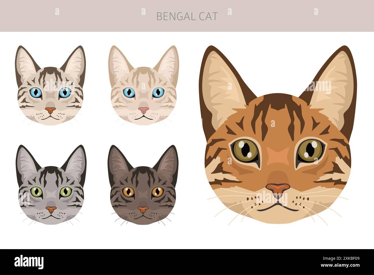 Bengal Cat clipart. All coat colors set. All cat breeds characteristics ...