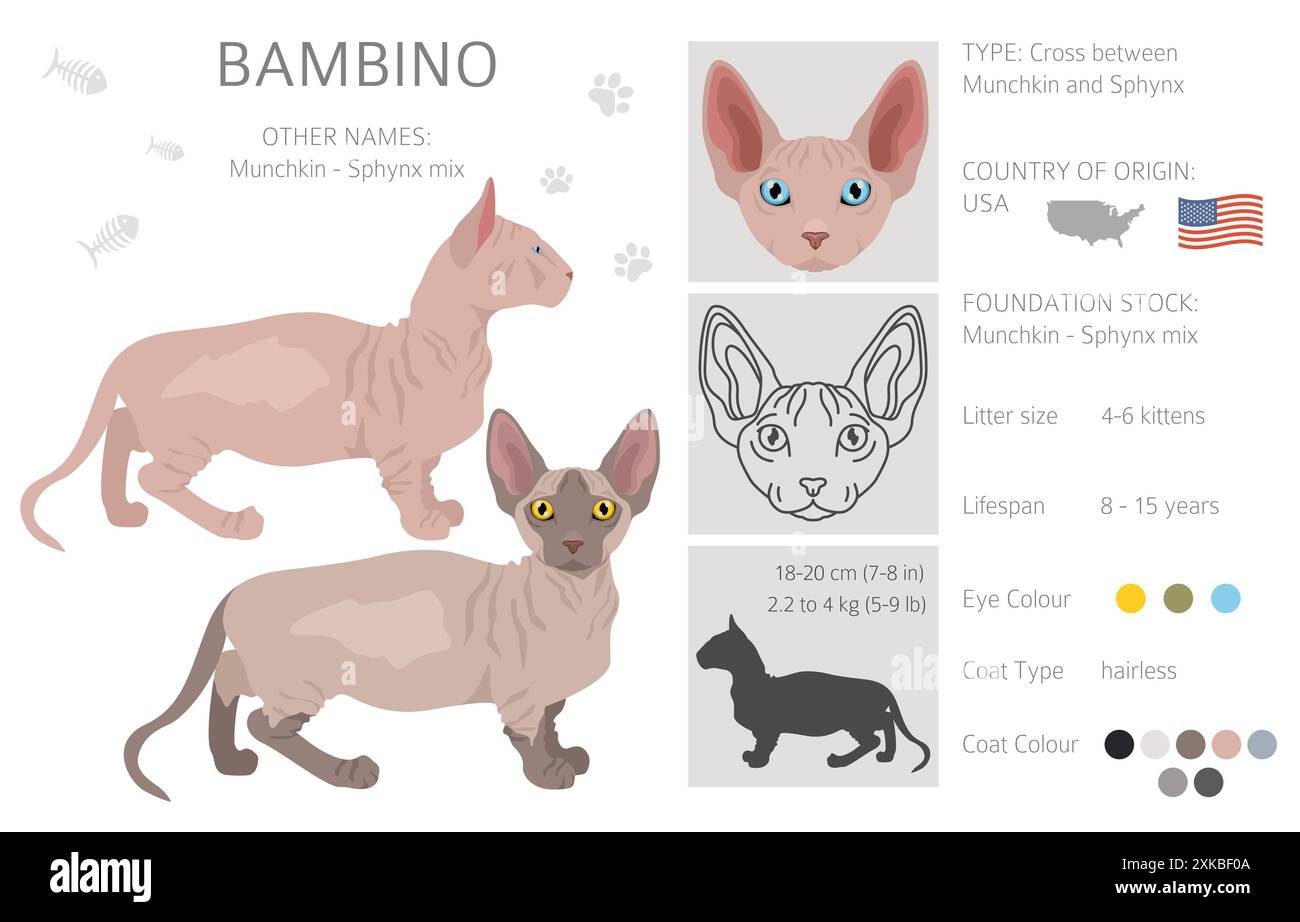 Bambino cat, Munchkin Sphynx mix clipart. All coat colors set. All cat ...