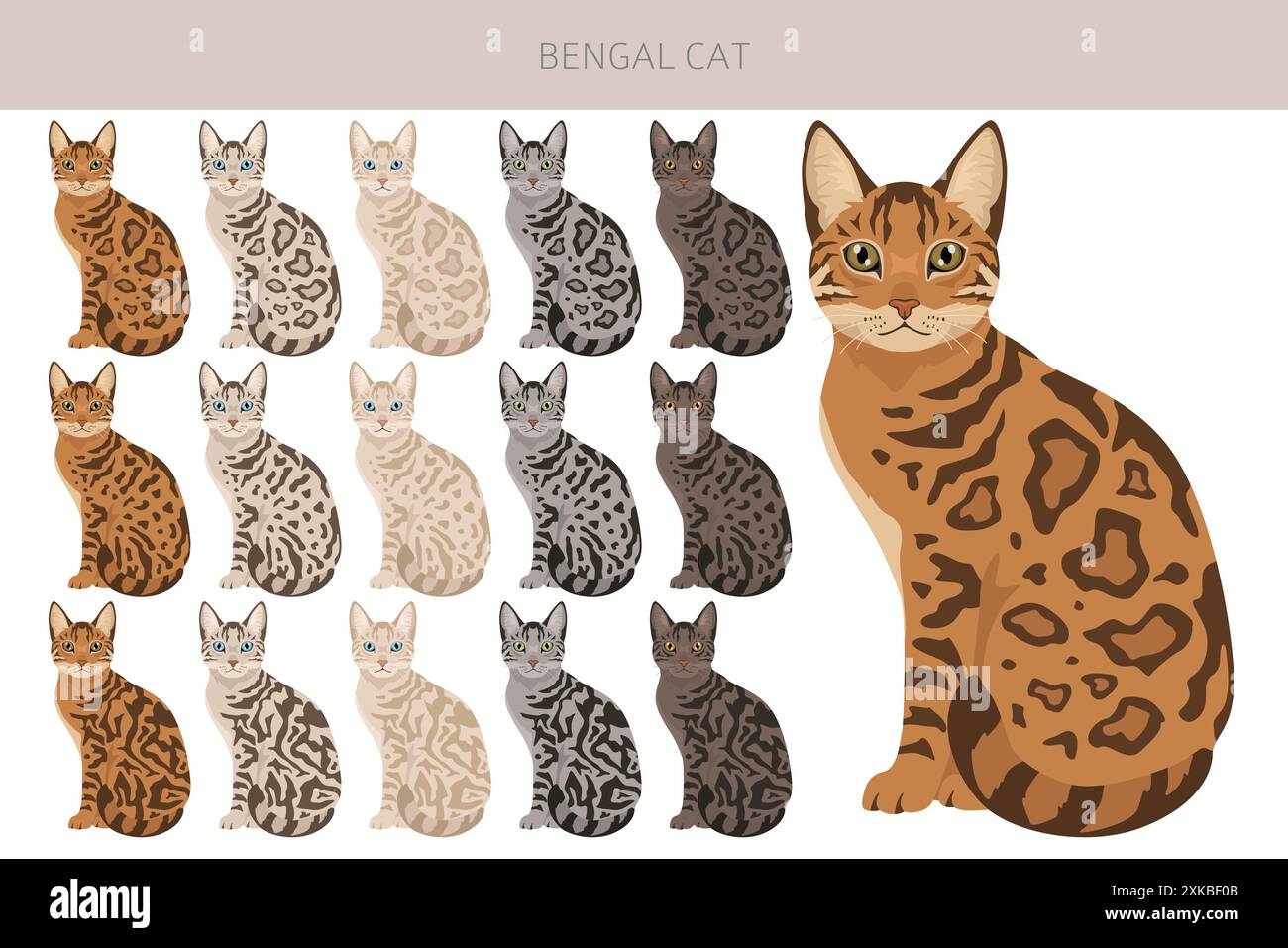 Bengal Cat clipart. All coat colors set. All cat breeds characteristics ...
