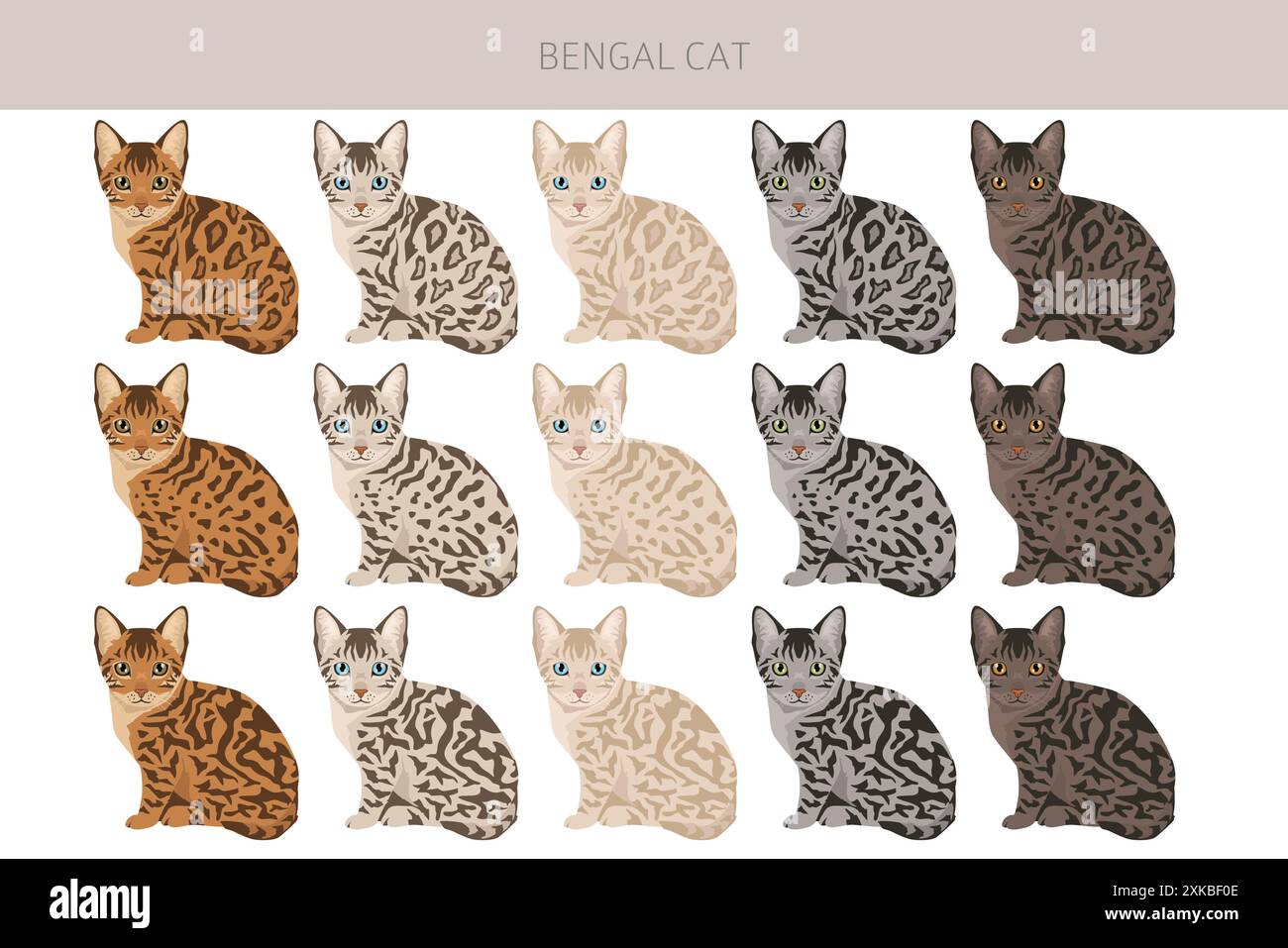 Bengal Cat clipart. All coat colors set. All cat breeds characteristics ...
