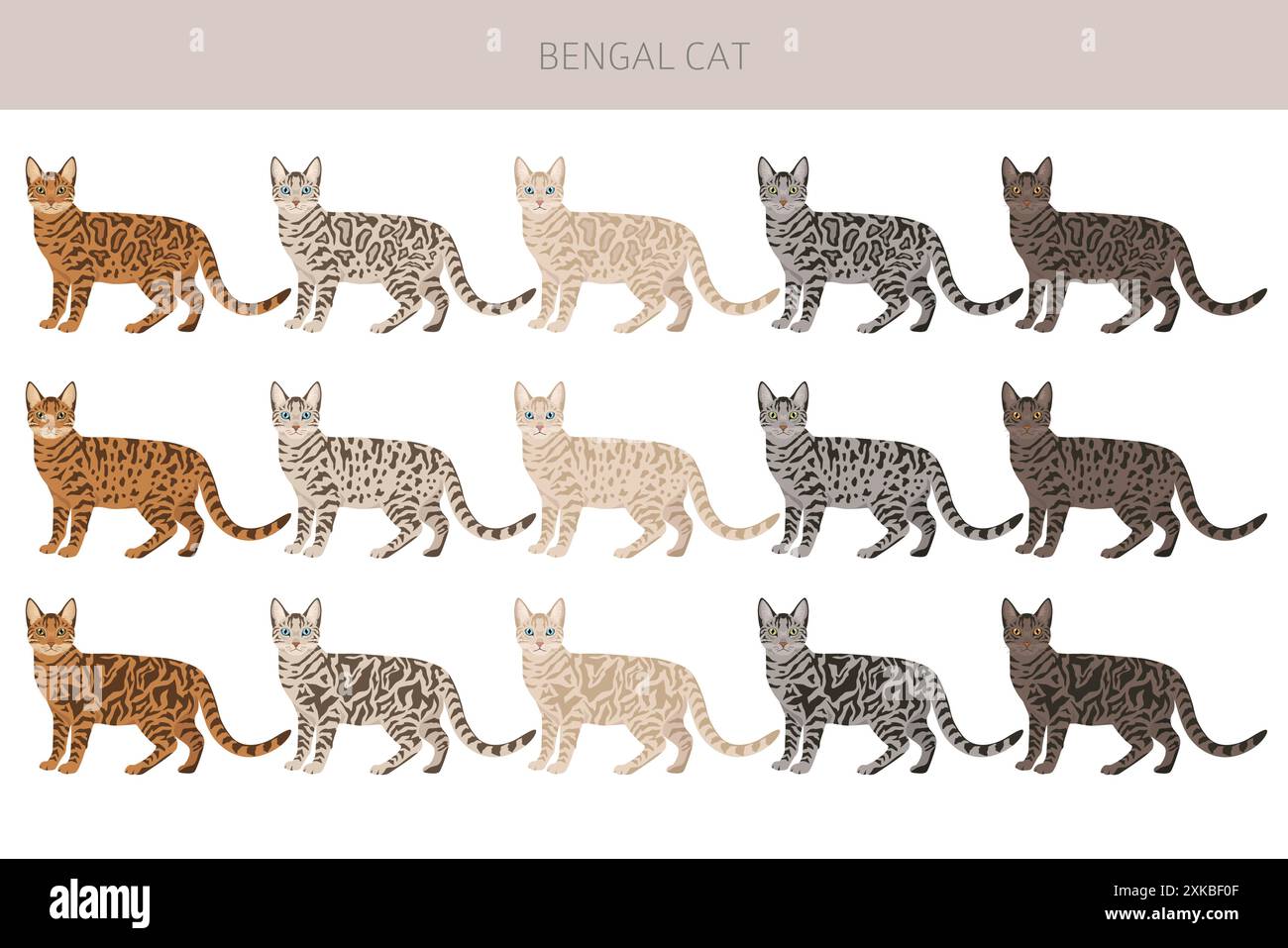 Bengal Cat clipart. All coat colors set. All cat breeds characteristics ...