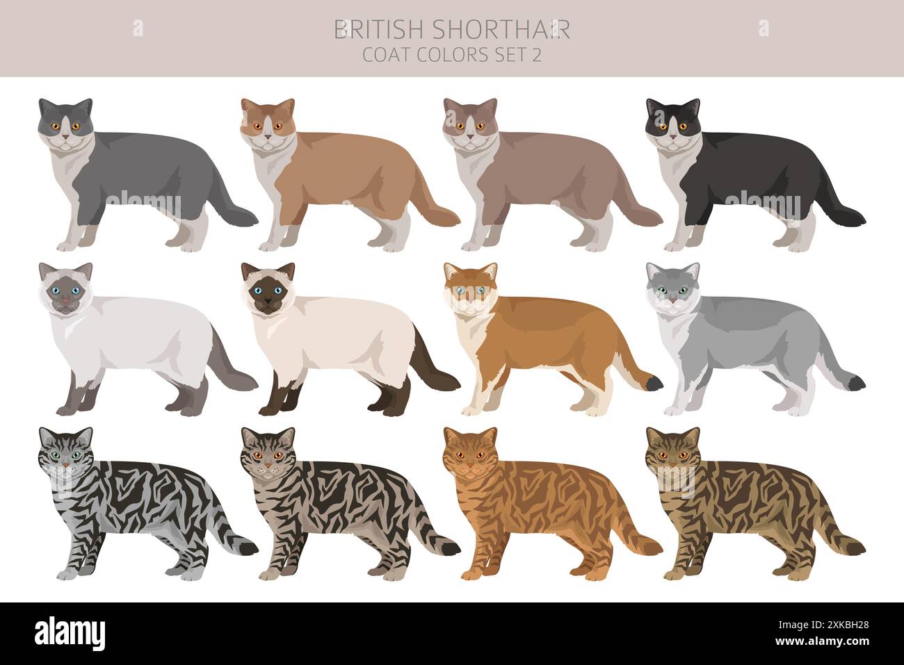 British shorthair vector vectors hi-res stock photography and images ...