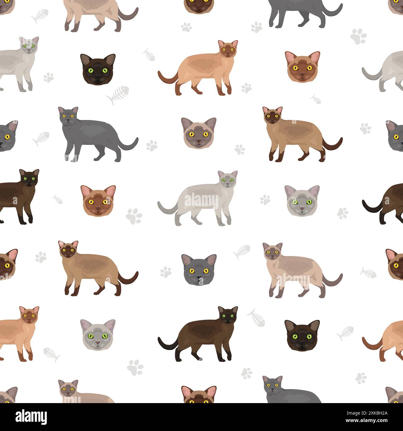American Burmese Cat seamless pattern. All coat colors set. All cat ...